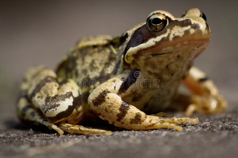 Gemeiner Frosch stockfoto. Bild von stillstehen, frosch - 44141134