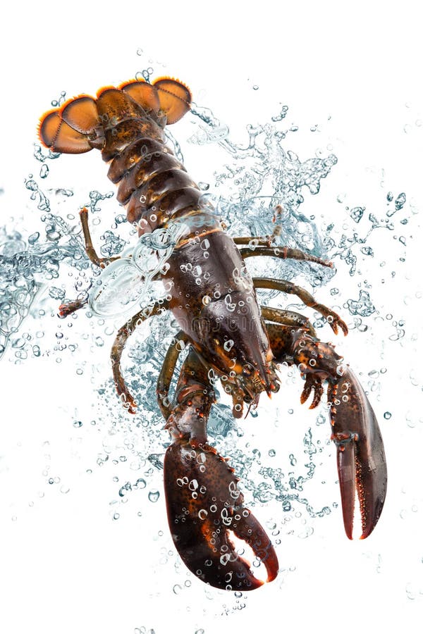 Gemeiner Hummer stockbild. Bild von wasser, marine, europäisch - 22120391