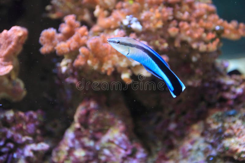 Labroides-dimidiatus Gemeiner Putzerfisch- Stockbild - Bild von ...