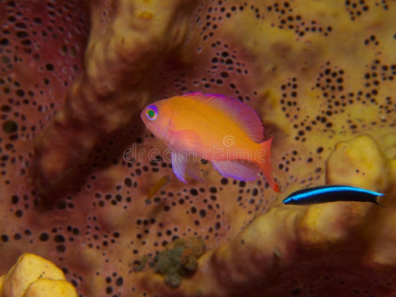 Labroides-dimidiatus Gemeiner Putzerfisch- Stockbild - Bild von ...