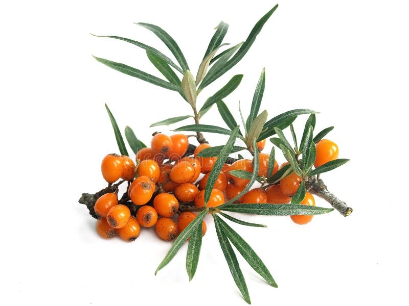 Gemeiner Sanddorn (Hippophae-Rhamnoide) Stockfoto - Bild von frucht ...