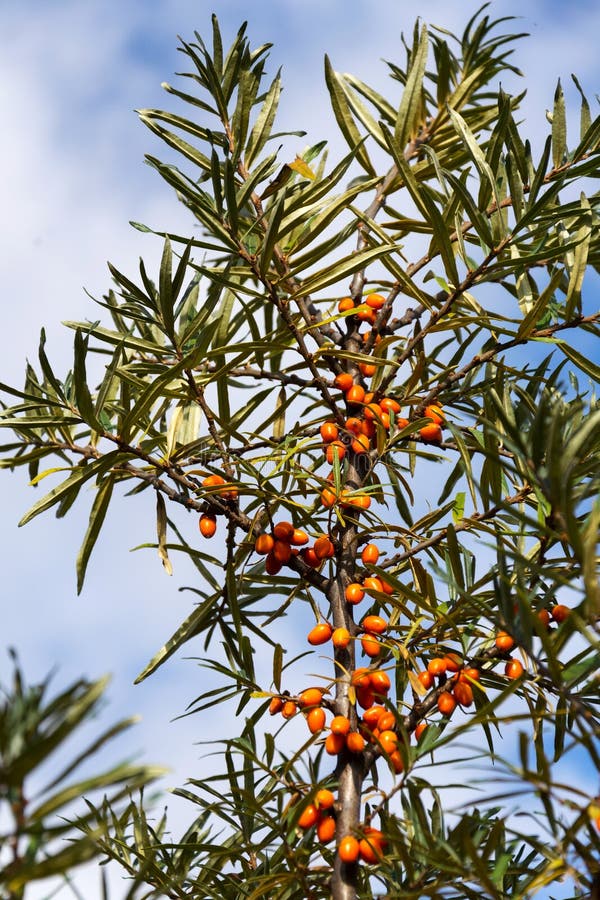 Gemeiner Sanddornstrauch Hippophae-Rhamnoide Alias Stockbild - Bild von ...