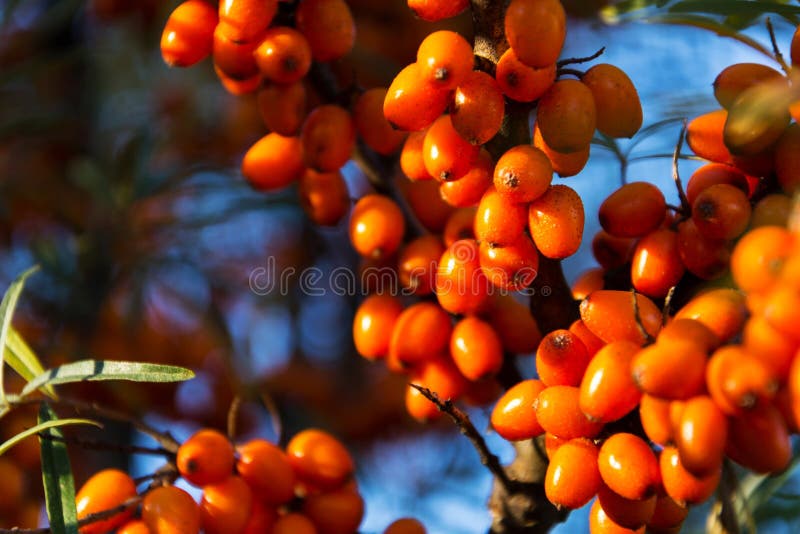 Gemeiner Sanddornstrauch Hippophae-Rhamnoide Alias Stockfoto - Bild von ...