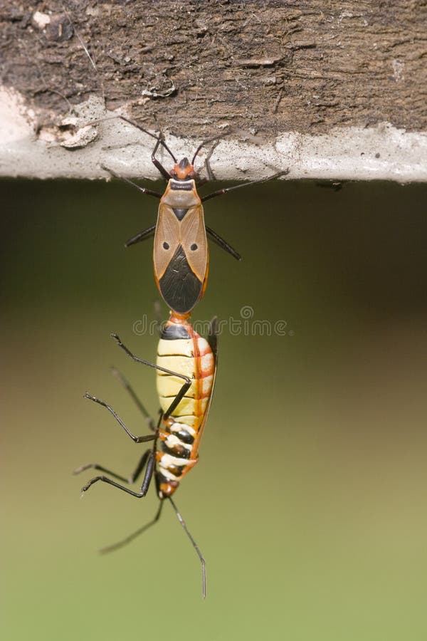 142,773 Insekte Fotos - Kostenlose und Royalty-Free Stock-Fotos von ...