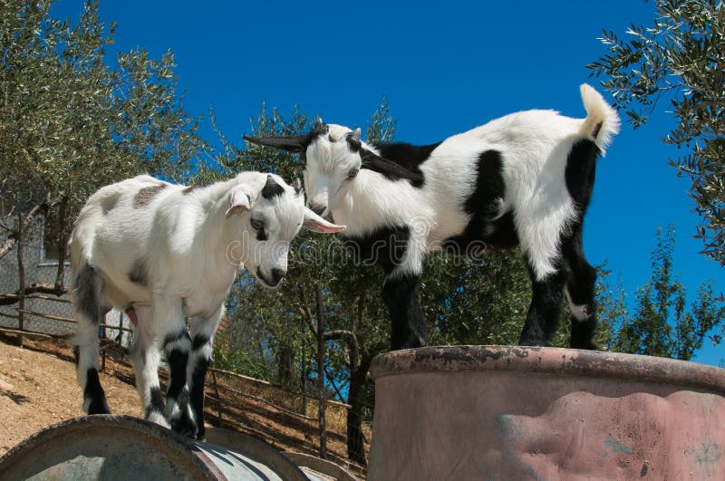 Capre Nane Tibetane: Mamma Con I Cuccioli Immagine Stock - Immagine di ...