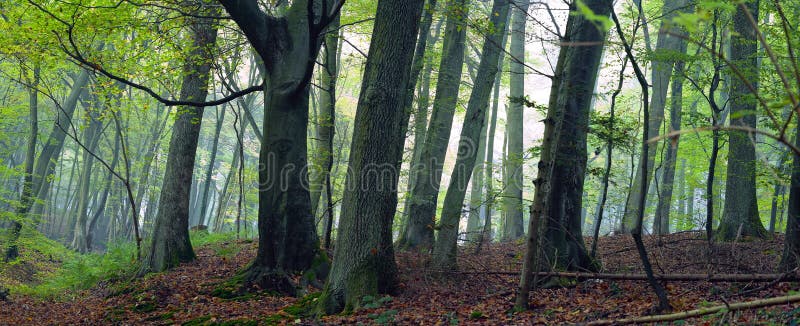 Gemengd bos stock afbeelding. Image of struiken, behandeld - 121697861
