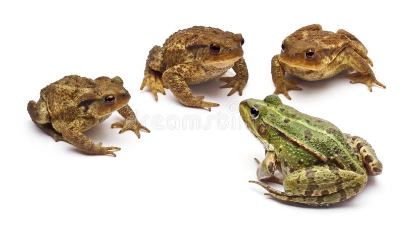 Europeisk grön padda fotografering för bildbyråer. Bild av herpetology ...