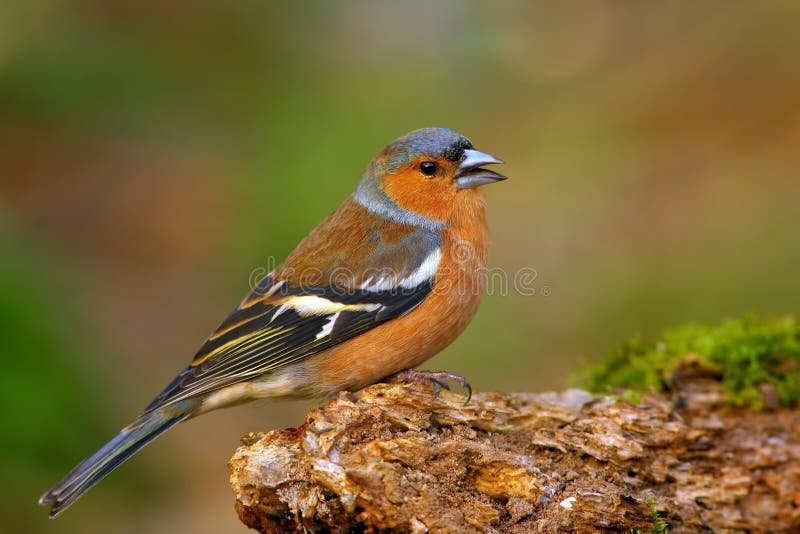 Bokfink (Fringilla Coelebs) Fotografering för Bildbyråer - Bild av ...
