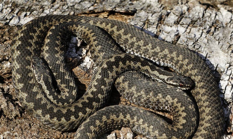 Gemensam HuggormViperaberus Arkivfoto - Bild av kokt, huvud: 77275254