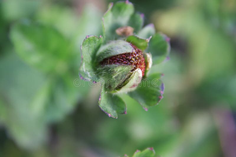 Rouse Gemma Stock Photos - Free & Royalty-Free Stock Photos from Dreamstime