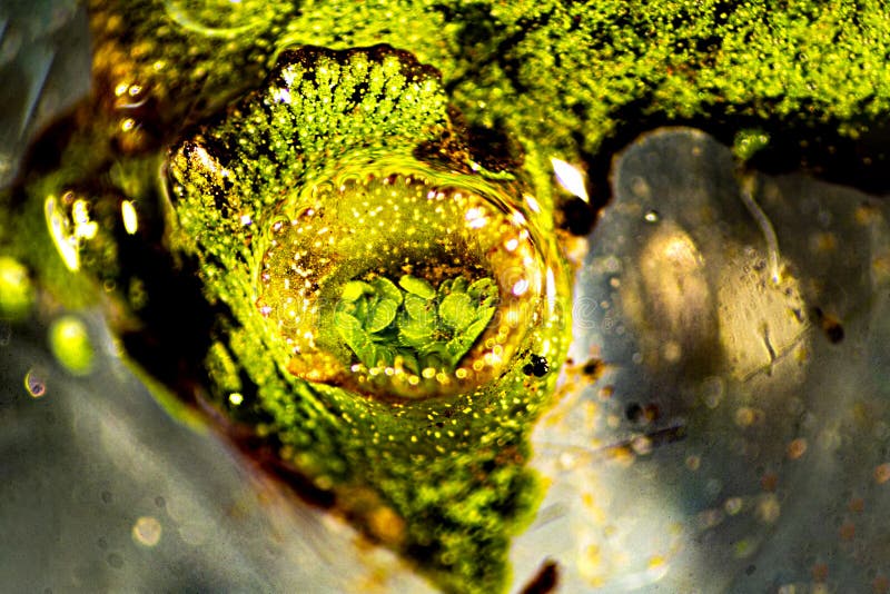 Gemmae Cup of Marchantia Polymorpha in Broad Brook, Connecticut Stock ...