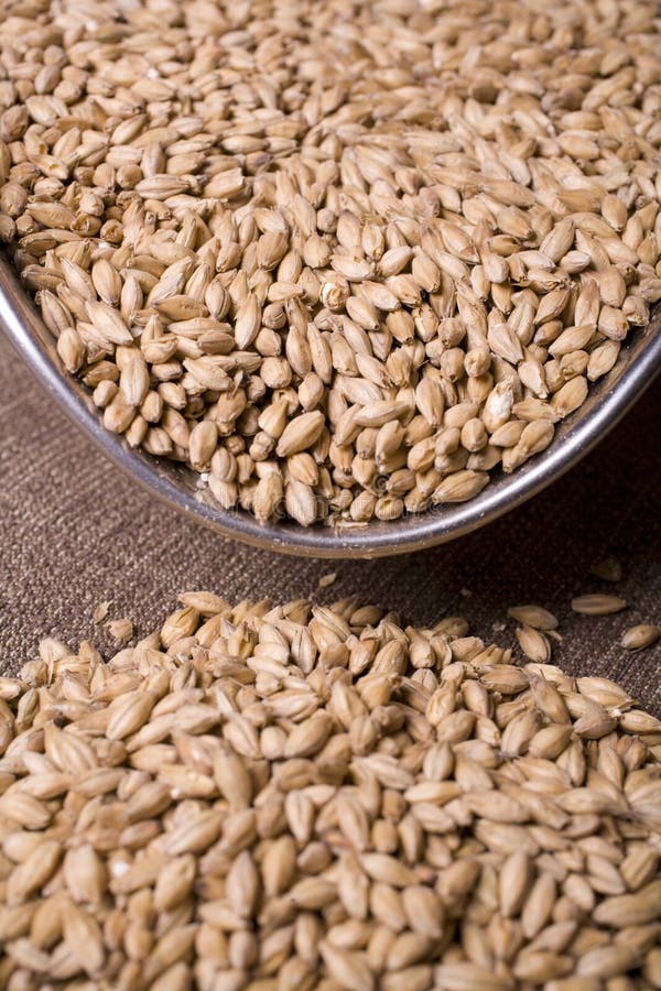 Gemorst Mout stock foto. Image of gewas, bier, gerst, lagerbier - 9552648