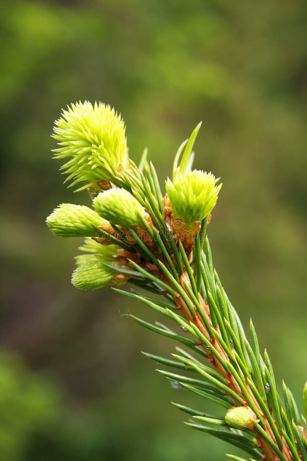 Gems stock image. Image of flora, sprout, needle, ecology - 14373827