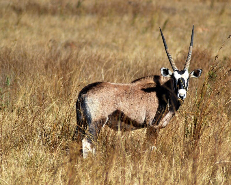 Gemsbok stock photo. Image of antelope, bush, horns, animal - 10255666
