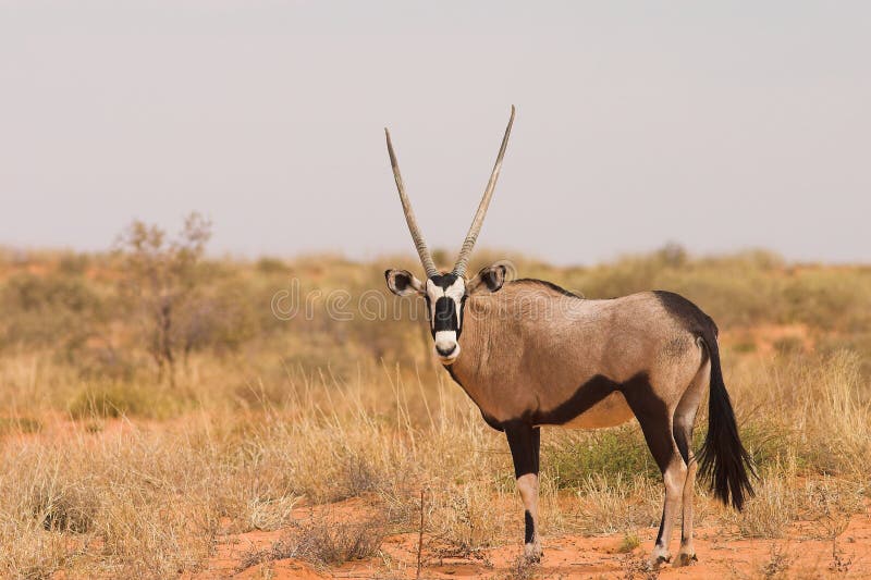 Gemsbok (Oryx gazella) stock image. Image of animal, mammals - 17620445