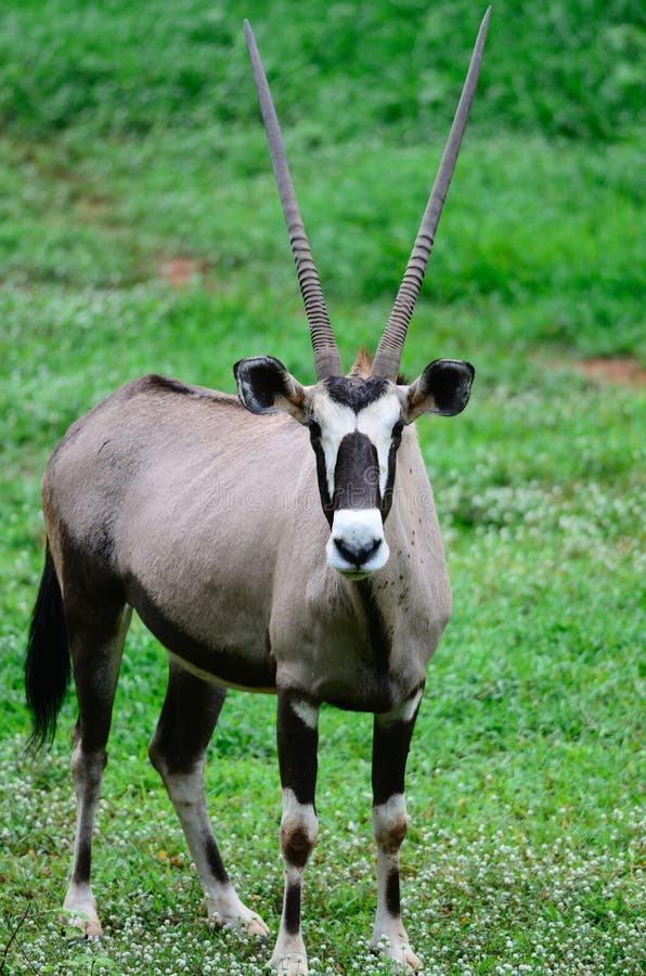 Gemsbok stock image. Image of gemsbok, wildlife, antelope - 19788259