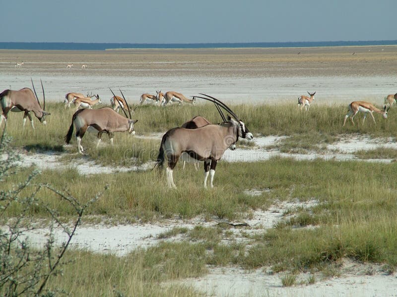 Male Warthog stock image. Image of grassland, coarse, hide - 2901481