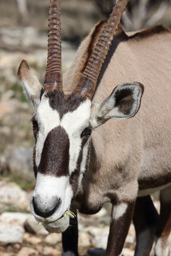 Gemsbok stock image. Image of gemsbok, south, nature - 29001033