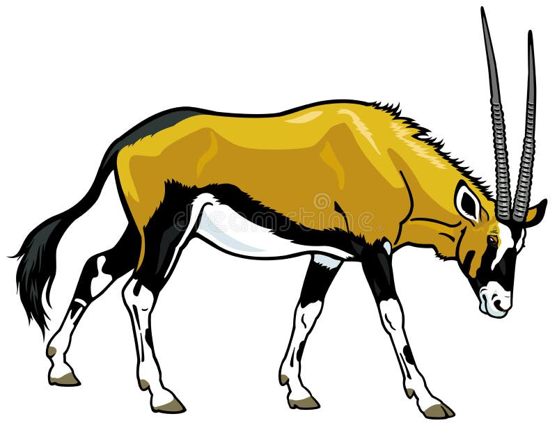 Gemsbok Stock Illustrations – 193 Gemsbok Stock Illustrations, Vectors ...