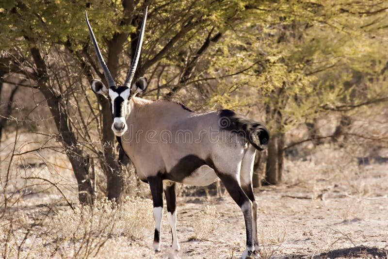 Royalty Free Stock Photos and Images