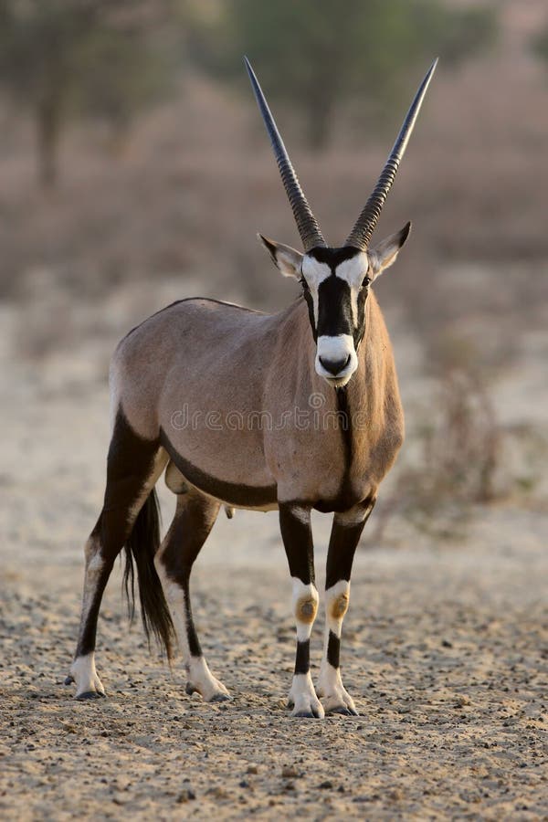 Gemsbok (Oryx gazella) stock image. Image of animal, mammals - 17620445