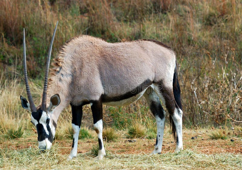 Gemsbok stock photo. Image of savannah, africa, buck, animal - 8584216