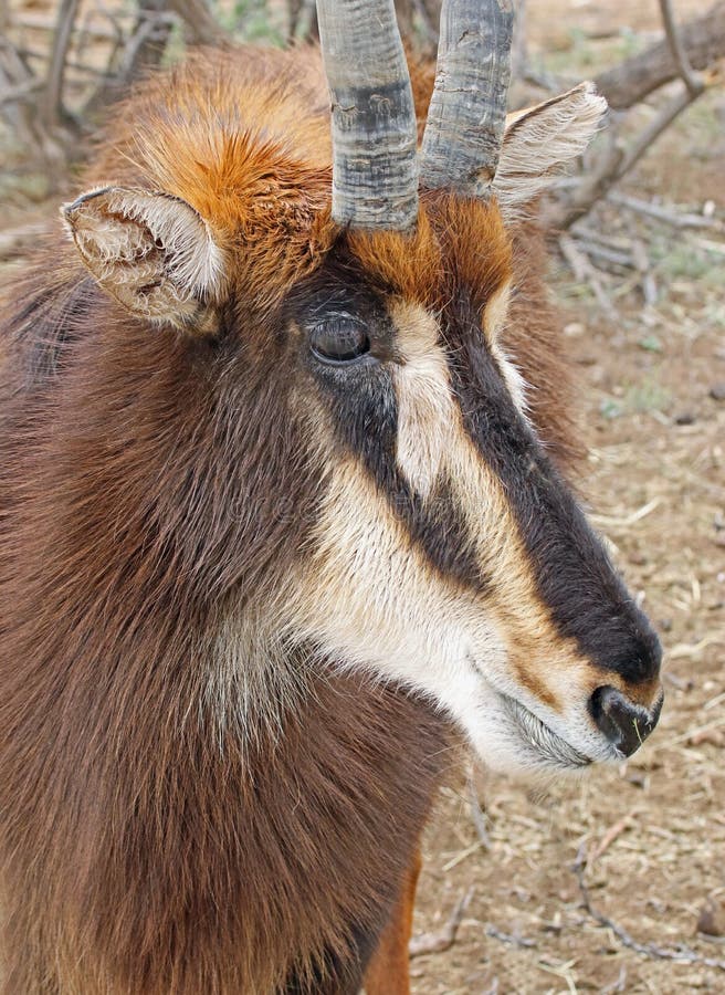 Gemsbok stock photo. Image of gemsbok, northern, kalahari - 54416732