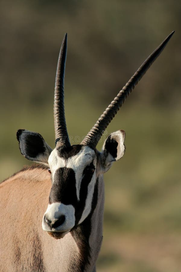 Gemsbok antelope stock image. Image of stare, mammal, natural - 823987