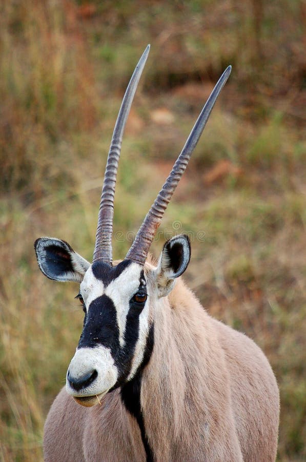 Gemsbok antelope stock image. Image of stare, mammal, natural - 823987