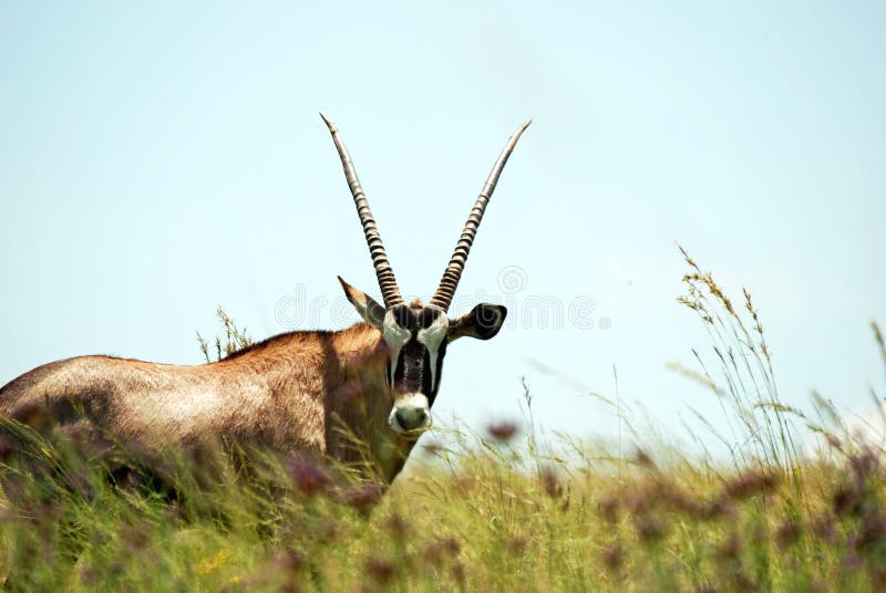 Gemsbok side stock photo. Image of horns, white, gemsbok - 5312366