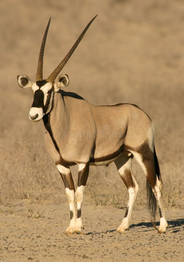 Gemsbok Antelope, Kalahari Desert, South Africa Stock Photo - Image of ...