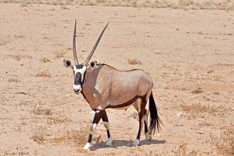 Gemsbok Antelope in Africa stock image. Image of kruger - 16610377