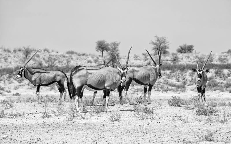 Male Oryx Gemsbok Standing Grassland Stock Photos - Free & Royalty-Free ...