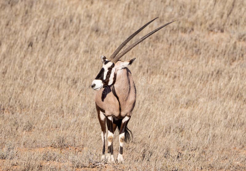 Gemsbok Antelope stock image. Image of mountains, animals - 255408697