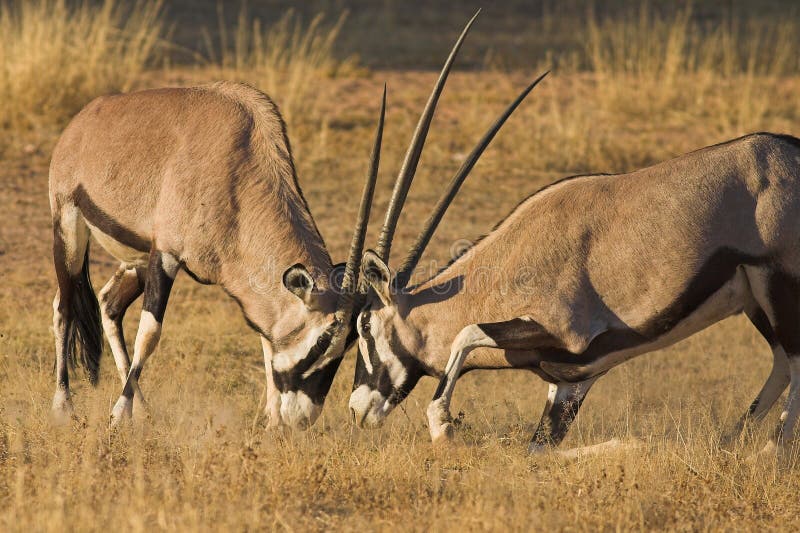 Gemsbok fight stock image. Image of domination, desert - 14909229