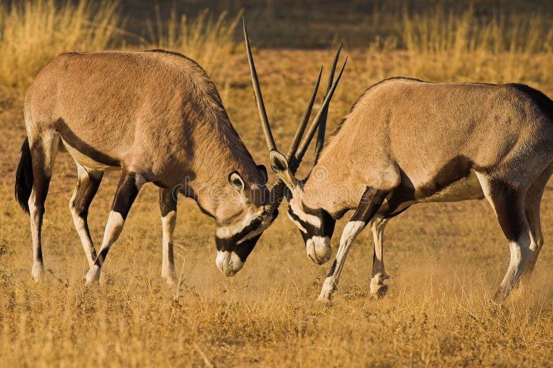 Gemsbok fighting stock image. Image of safari, dune, kalahari - 1368431
