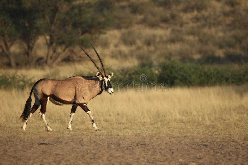 The Gemsbok or Gemsbuck Oryx Gazella Standing on the Red Sand Dune with ...