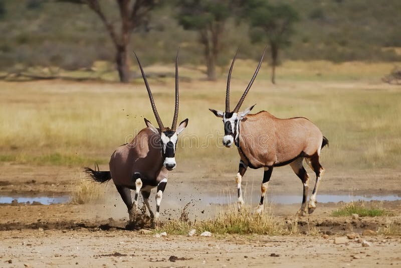 Gemsbok fight stock image. Image of domination, desert - 14909229