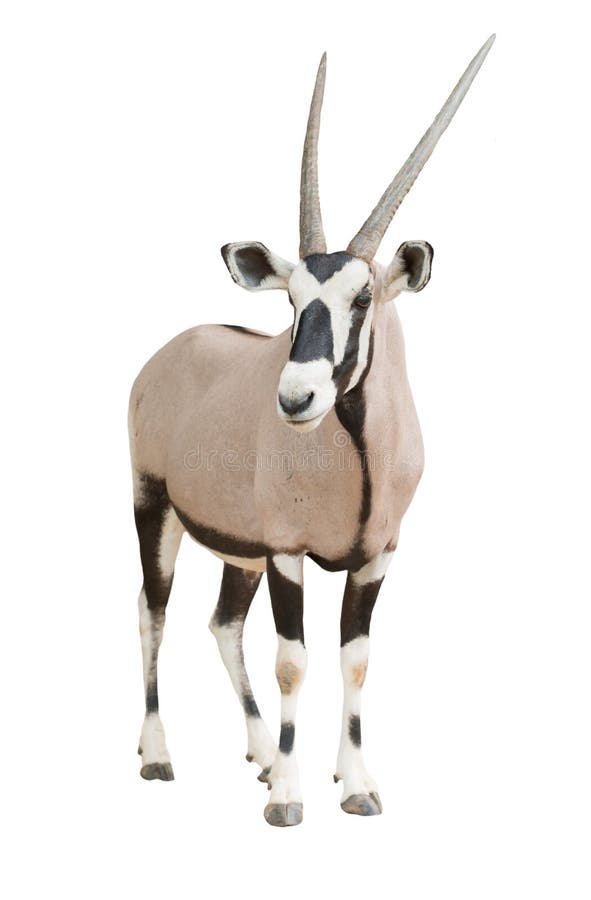 Gemsbok or oryx stock image. Image of wildlife, fauna - 72488503
