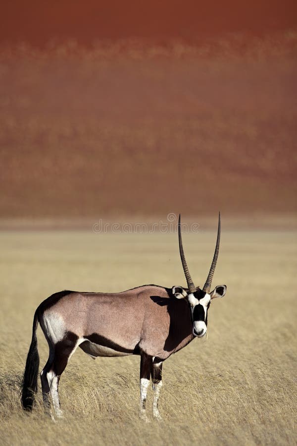 Gemsbok Oryx, Etosha, Namibia Stock Image - Image of park, namibia ...