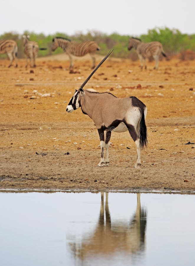 Gemsbok Oryx Standing by a Waterhole with a Small Herd of Zebra in the ...