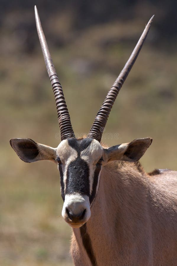 Gemsbok Profile stock photo. Image of dutch, oryx, face - 11535440