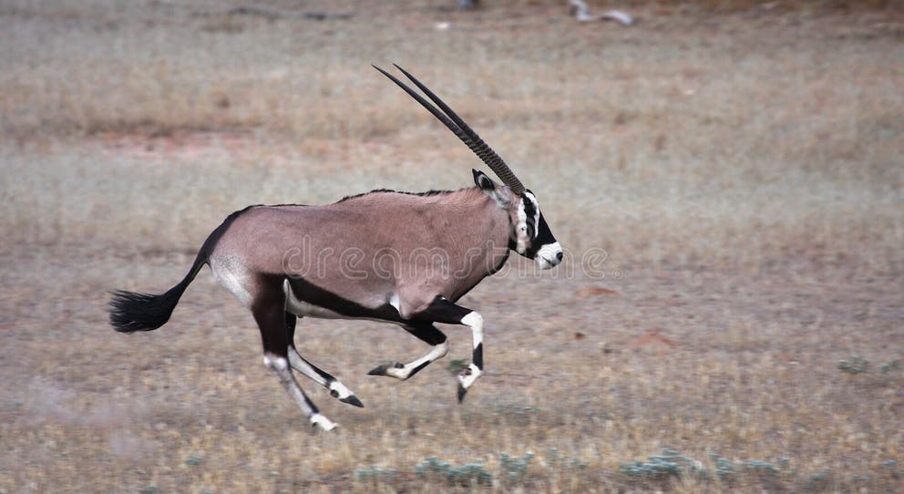 Gemsbok run stock image. Image of kalahari, brown, straight - 5312461