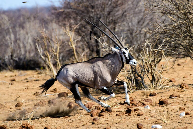 Gemsbok Running at Full Speed Stock Image - Image of nature, etosha ...