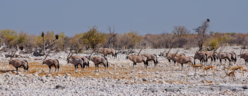Springbok and Gemsbok Central Kalahari Game Reserve Botswana Stock ...