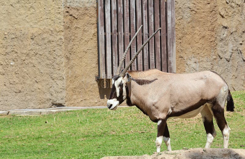 Gemsbok stock image. Image of safari, wildlife, animal - 50552435