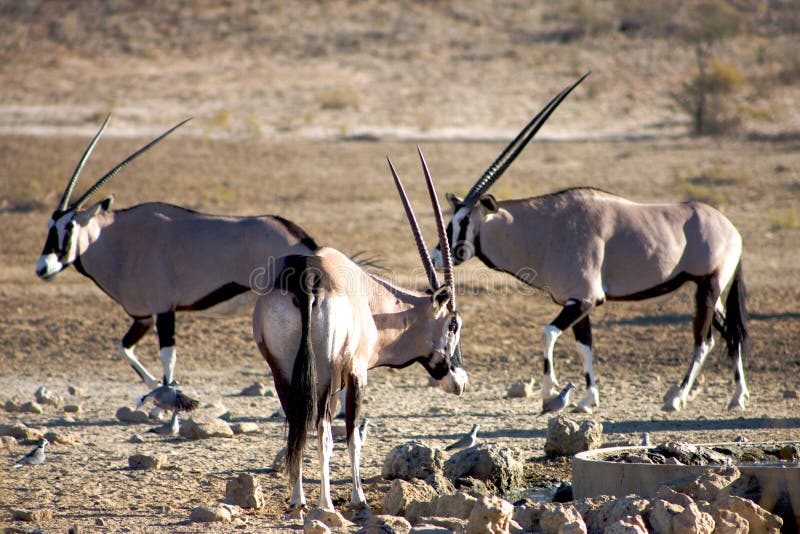 Gemsbok Fighting, Kalahari Desert Stock Photo - Image of fighting ...