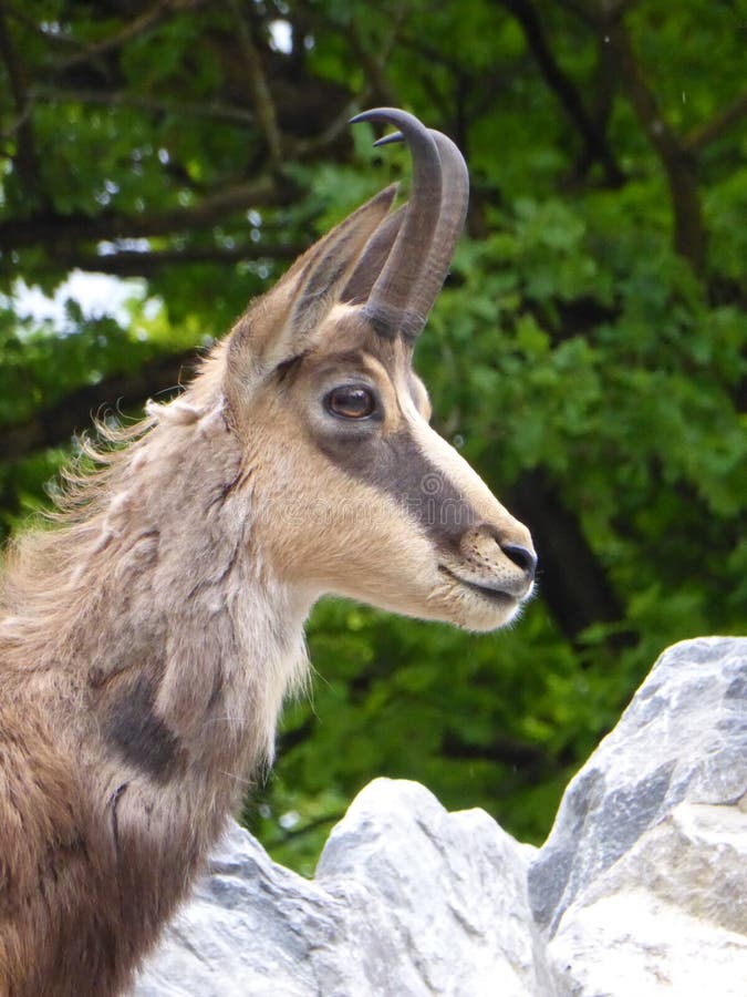 Gemse, Alpentiere, Berge, image stock. Image du escargot - 117057957