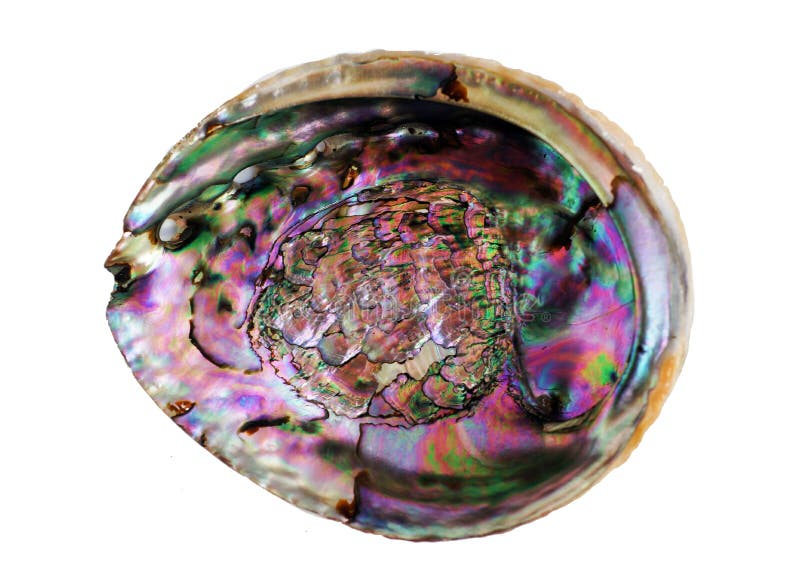 Nacre with raw pearl stock photo. Image of life, mussel - 16143166