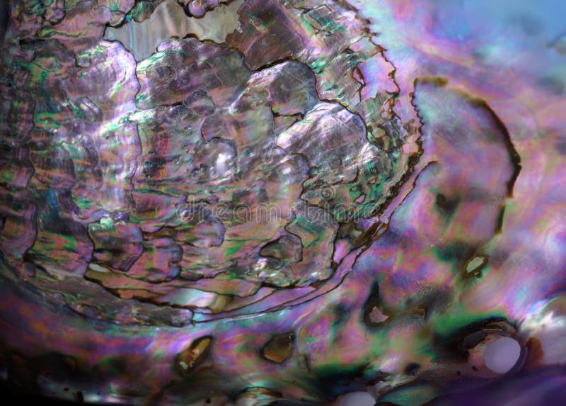 Nacre with raw pearl stock photo. Image of life, mussel - 16143166